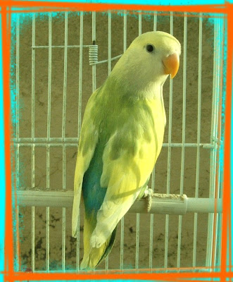 Gioie Bestiali Allevameno Inseparabili Roma: ROSEICOLLIS AVORIO PEZZATO