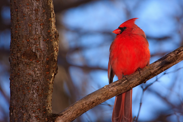 Le nid du cardinal: Le vent se presse à ma fenêtre...