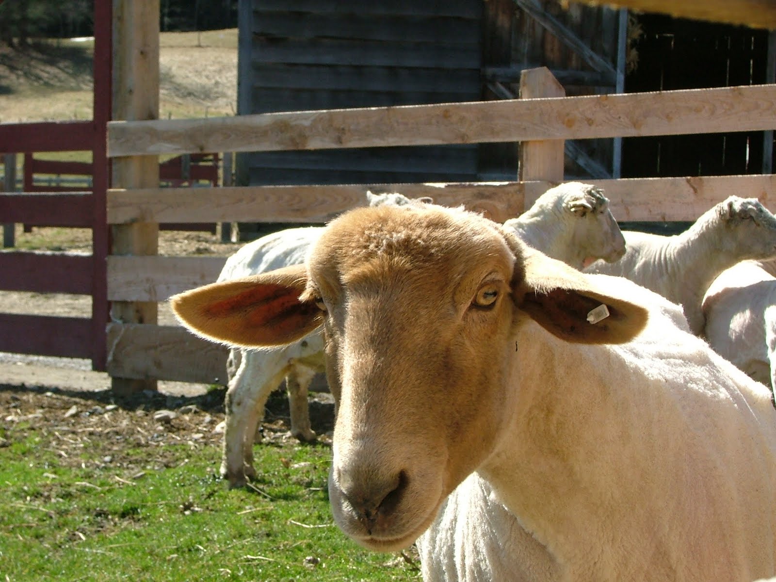 Rural Blacksmith: Spring Chores at the Lippitt Farm
