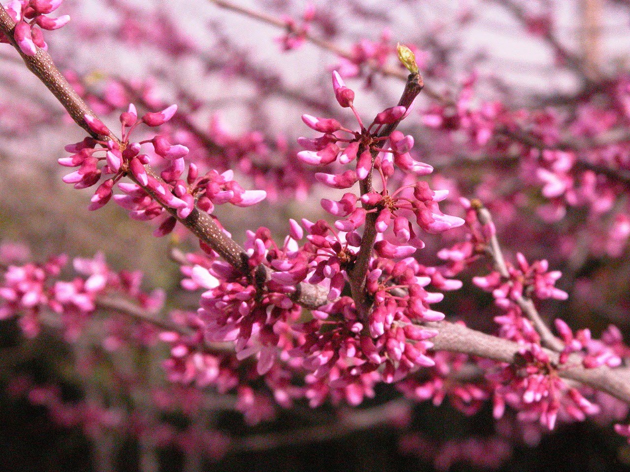 Georgia Landscaping Information & Advice: Meet the Eastern redbud