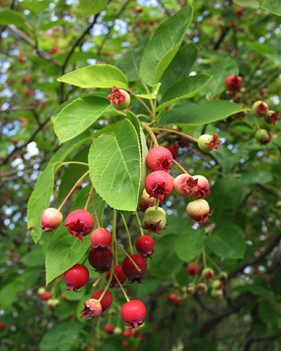 Georgia Landscaping Information & Advice: Edible Trees