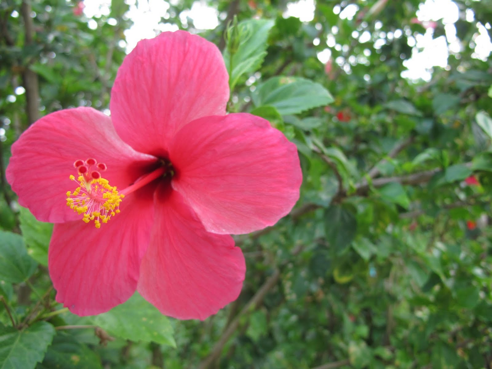 The Phlip Side: Philippine Flora