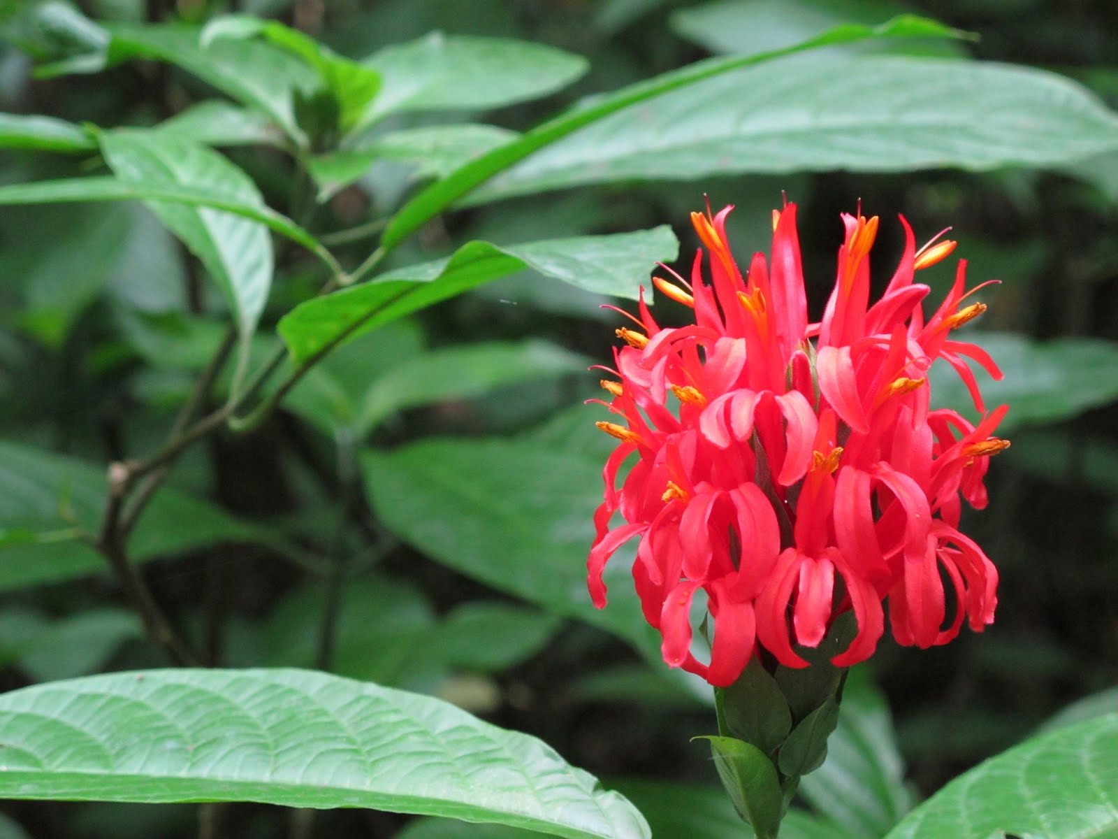 The Phlip Side: Philippine Flora