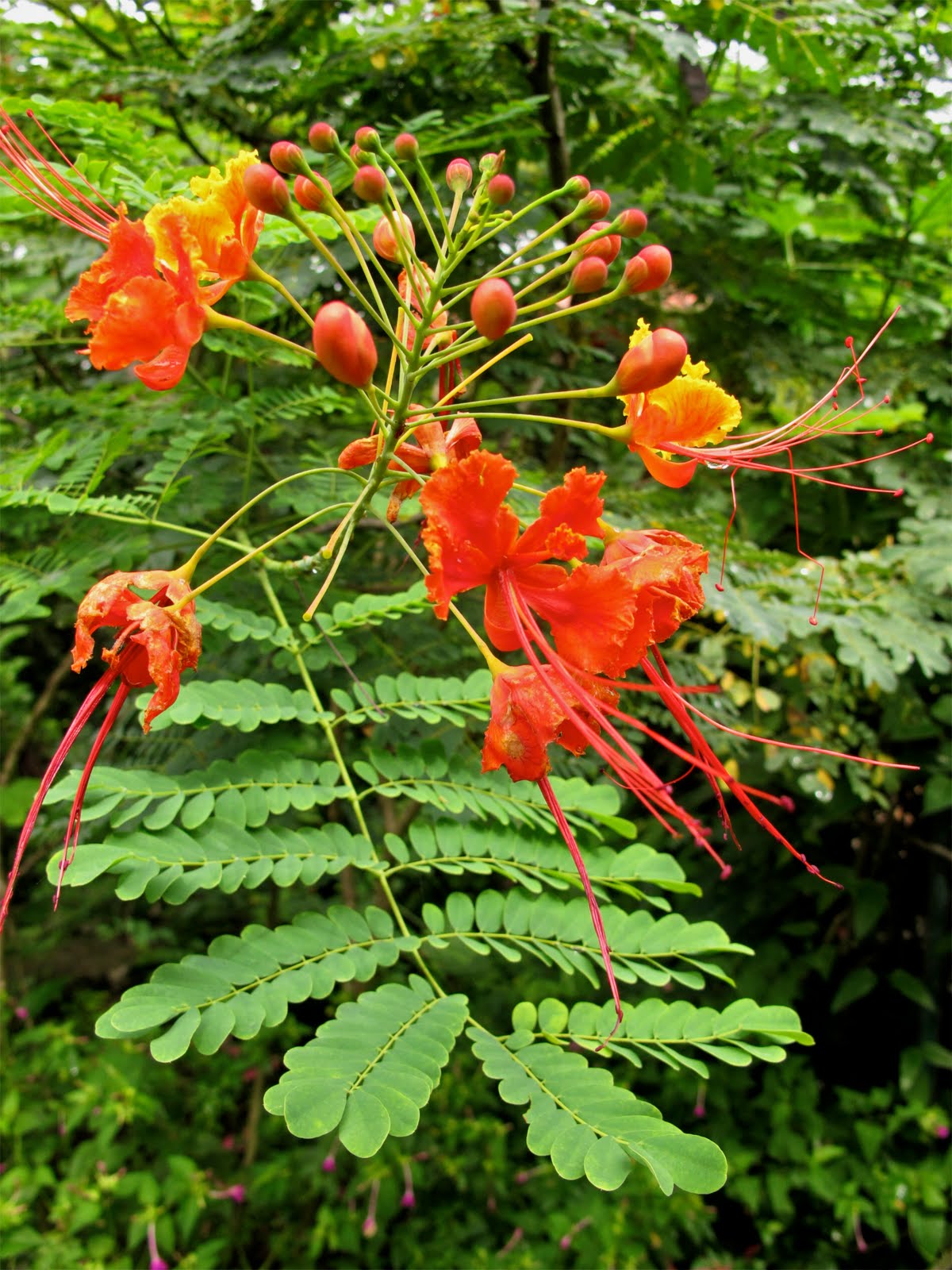The Phlip Side: Philippine Flora