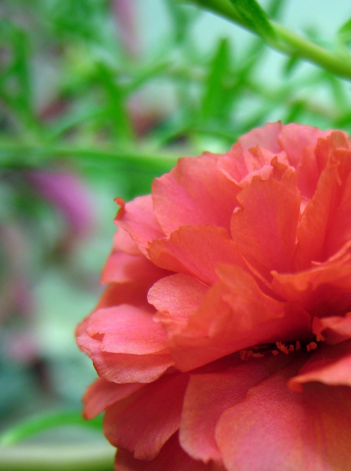 Fotografías y mas: Bella a las Once...