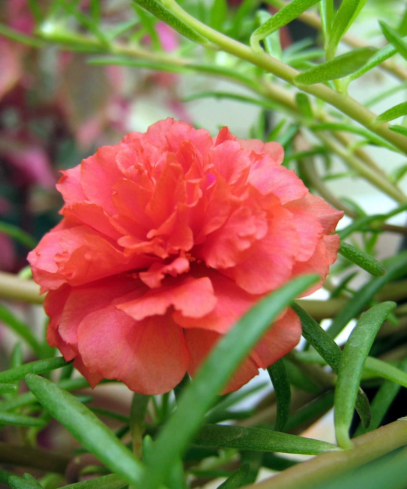 Fotografías y mas: Bella a las Once...