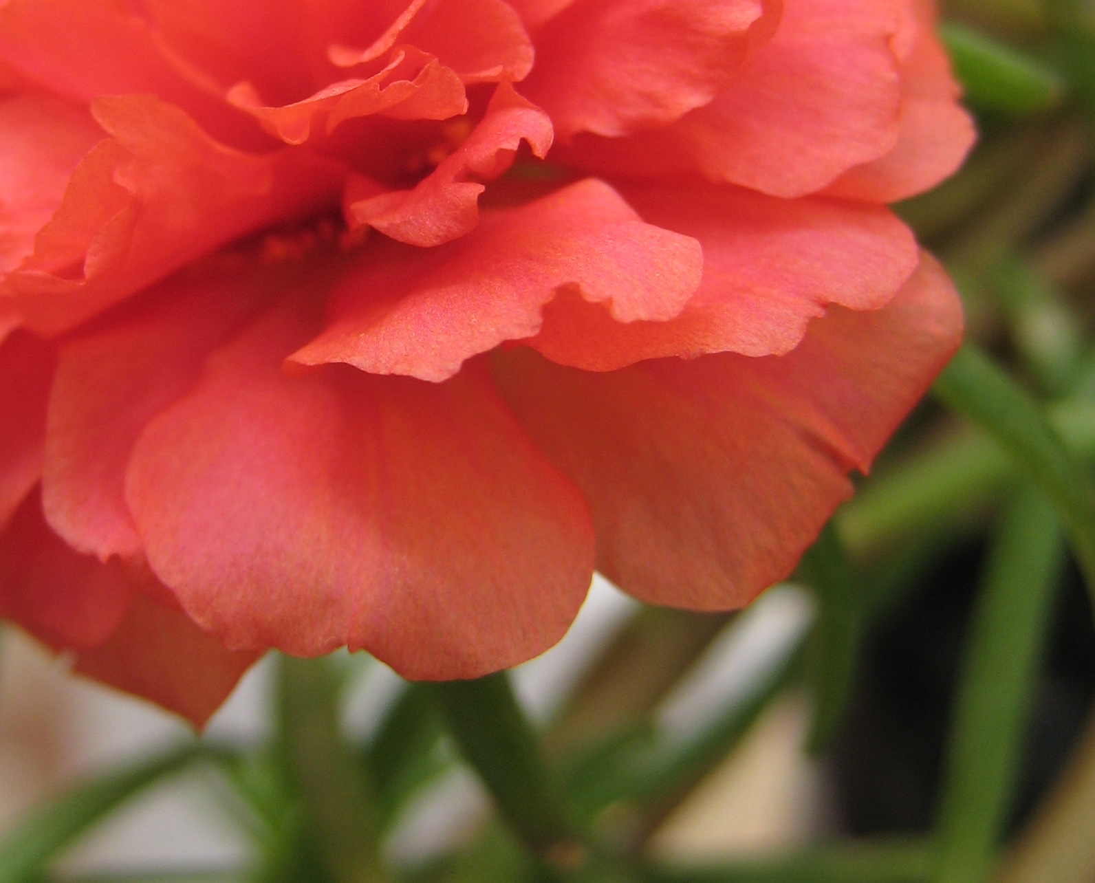 Fotografías y mas: Bella a las Once...