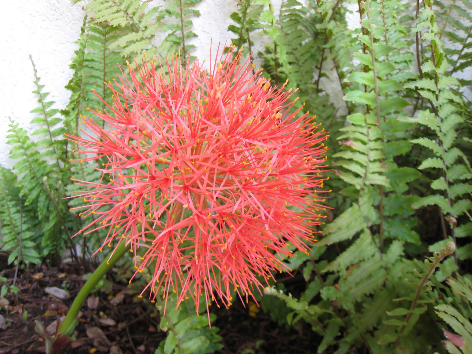 Fotografías y mas: Exotica Flor III