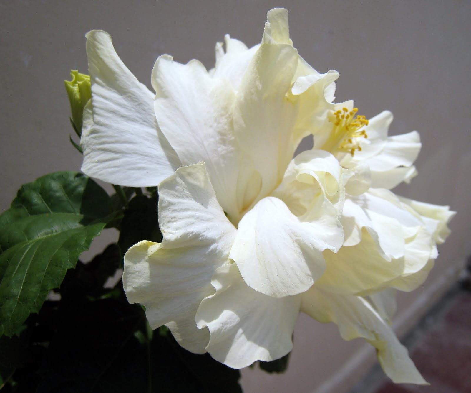 Fotografías y mas: Hibisco o Cayena Blanca