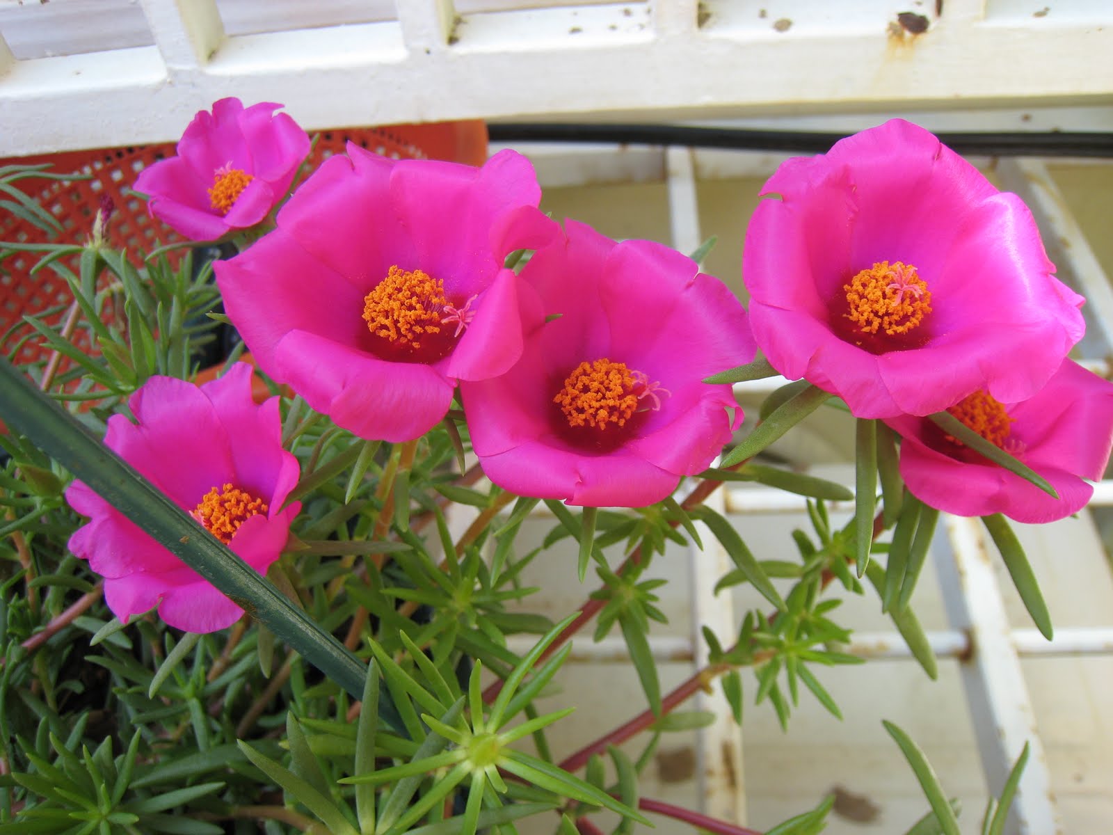 Fotografías y mas: Bella a las once II