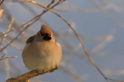 BIRDING MONGOLIA