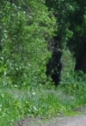 Slender Man Chronicles: Jumping at Shadows