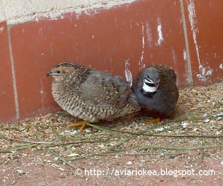 Aviario KEA: CODORNIZ ENANA CHINA