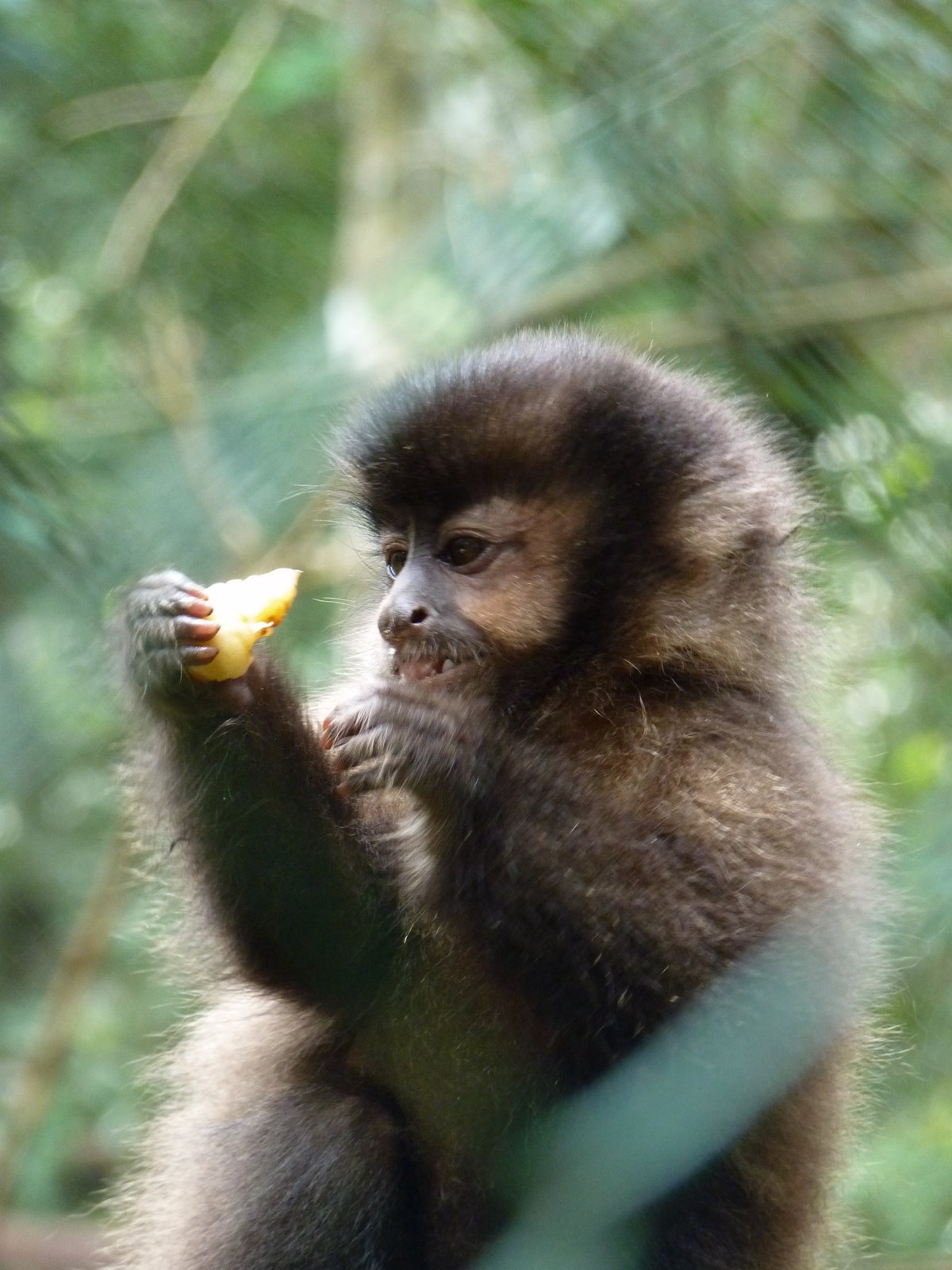 Serious Midnight: Guira Oga Wildlife Sanctuary