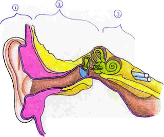 Groep 8 2009-2010: Het oor (Biologie --> zintuigen)