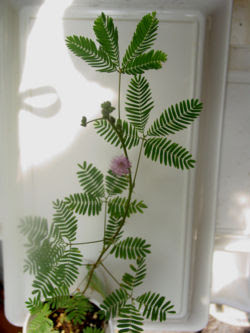 How to Grow a TickleMe Plant