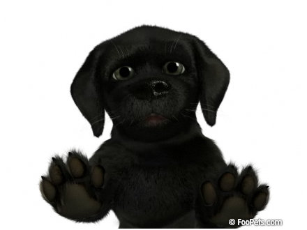 Animals Rule!: FooPets