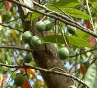 Rudraksha Trees | Hindu Blog