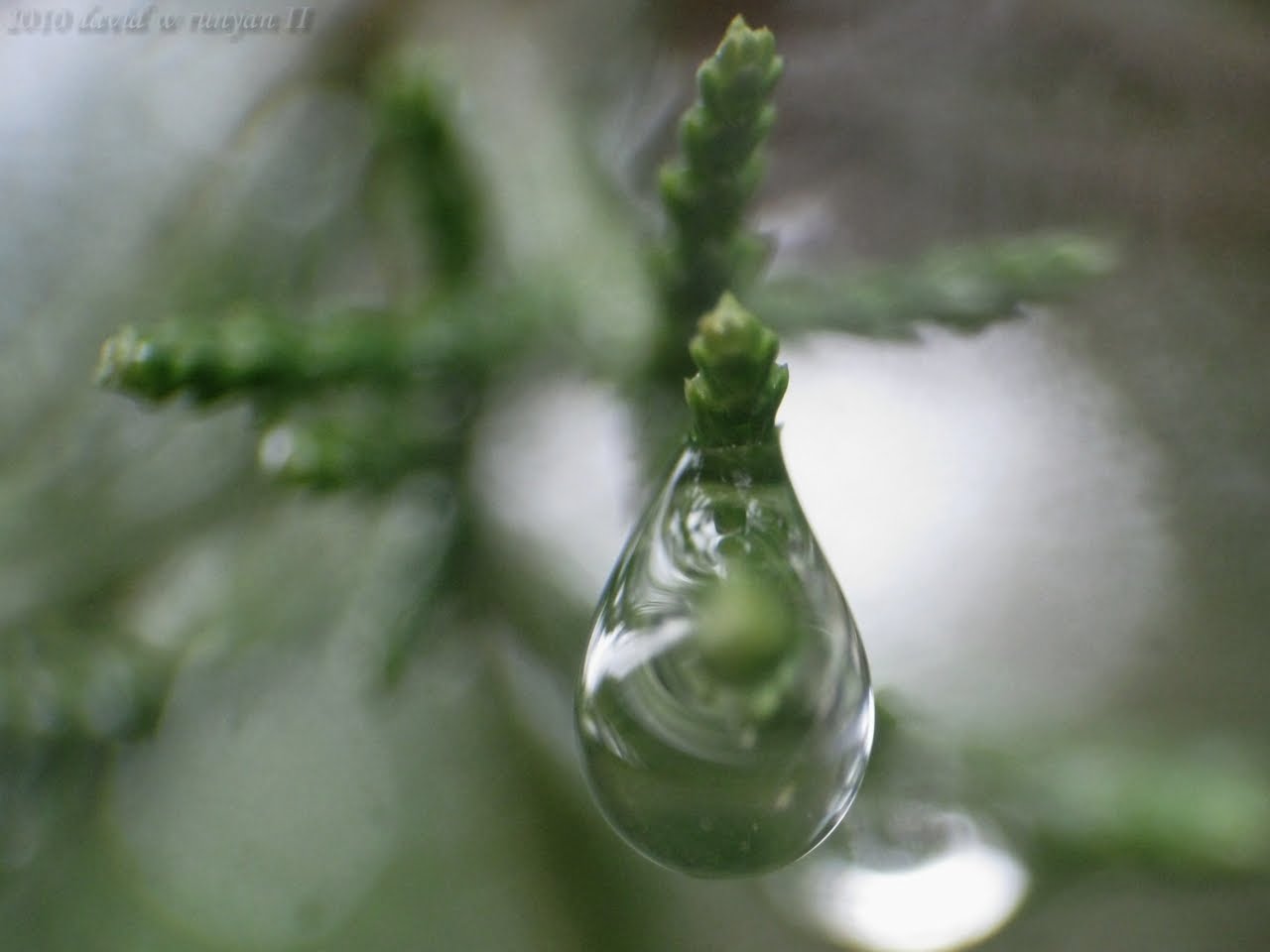 Near to Nature: Magnified Raindrops