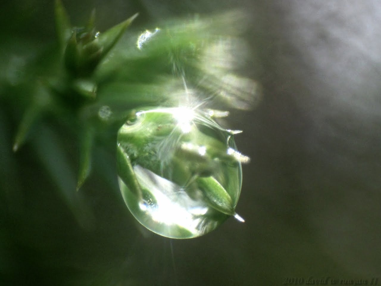 Near to Nature: Magnified Raindrops