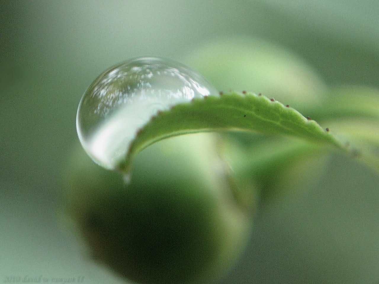 Near to Nature: Magnified Raindrops