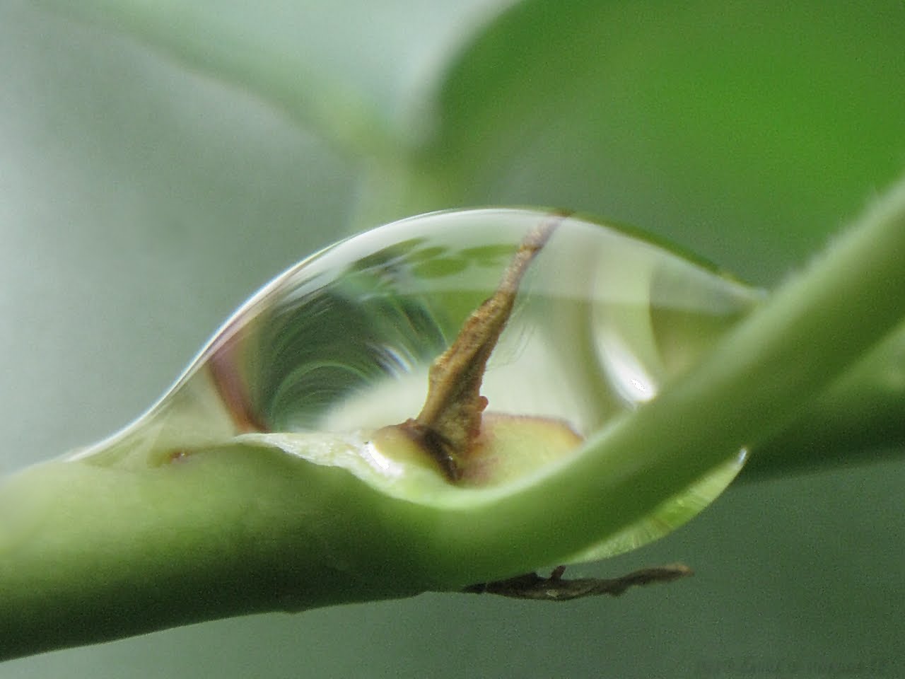 Near to Nature: Magnified Raindrops