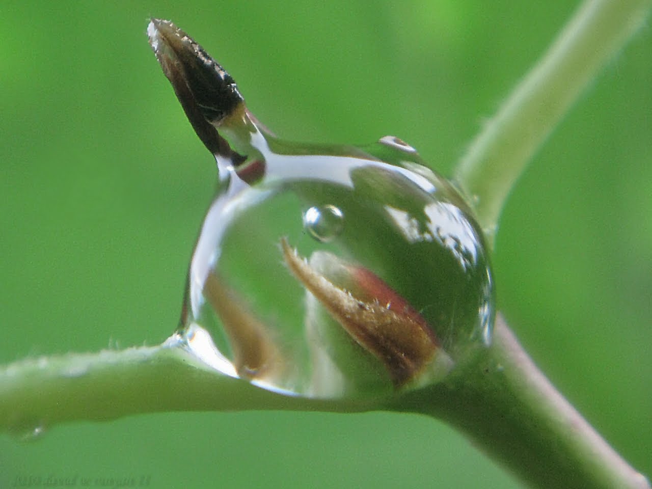 Near to Nature: Magnified Raindrops