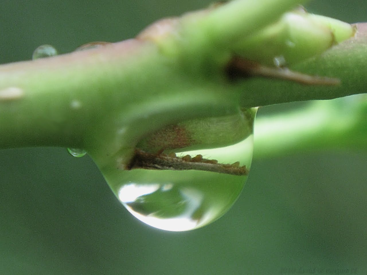 Near to Nature: Magnified Raindrops