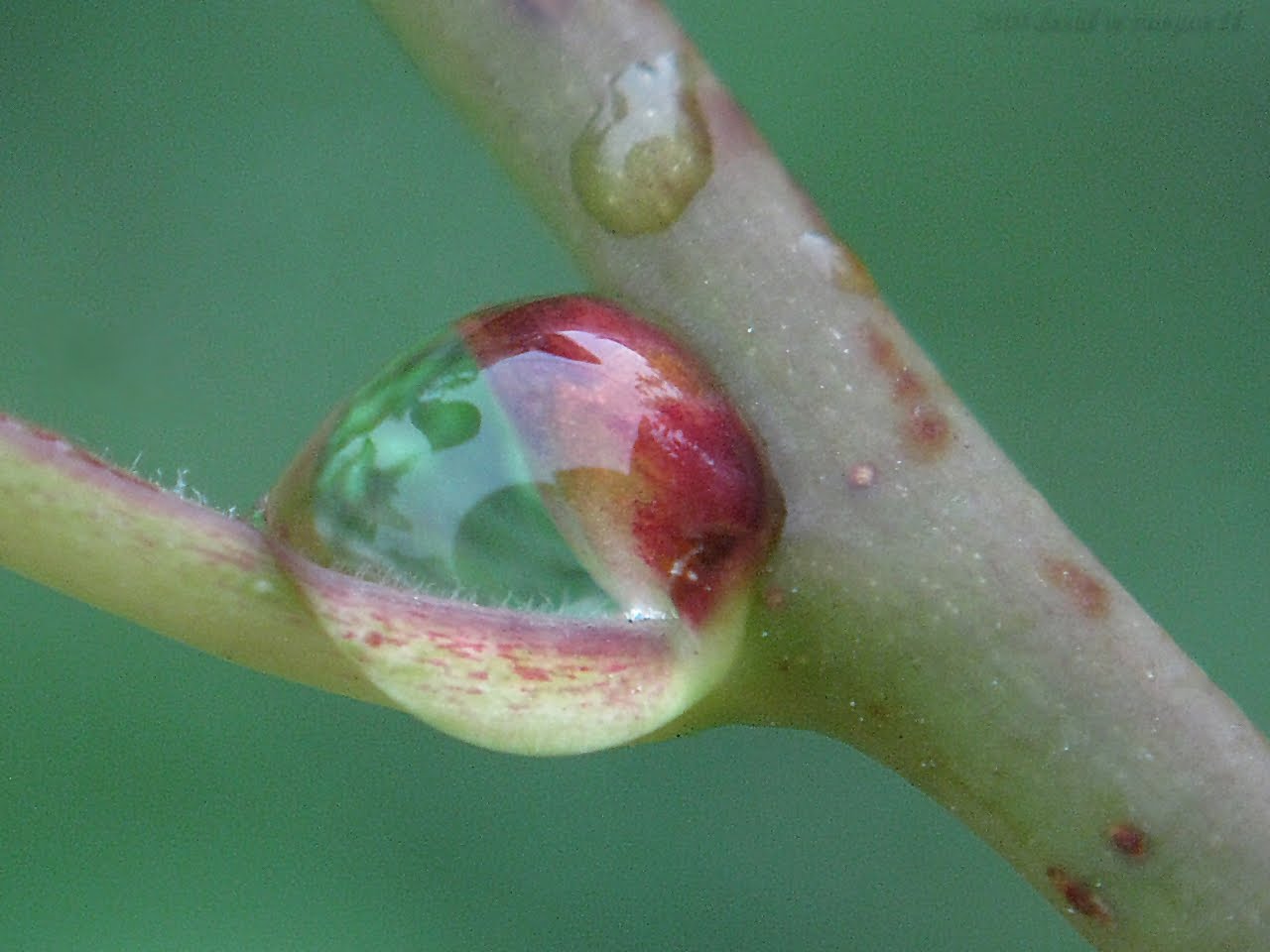 Near to Nature: Magnified Raindrops