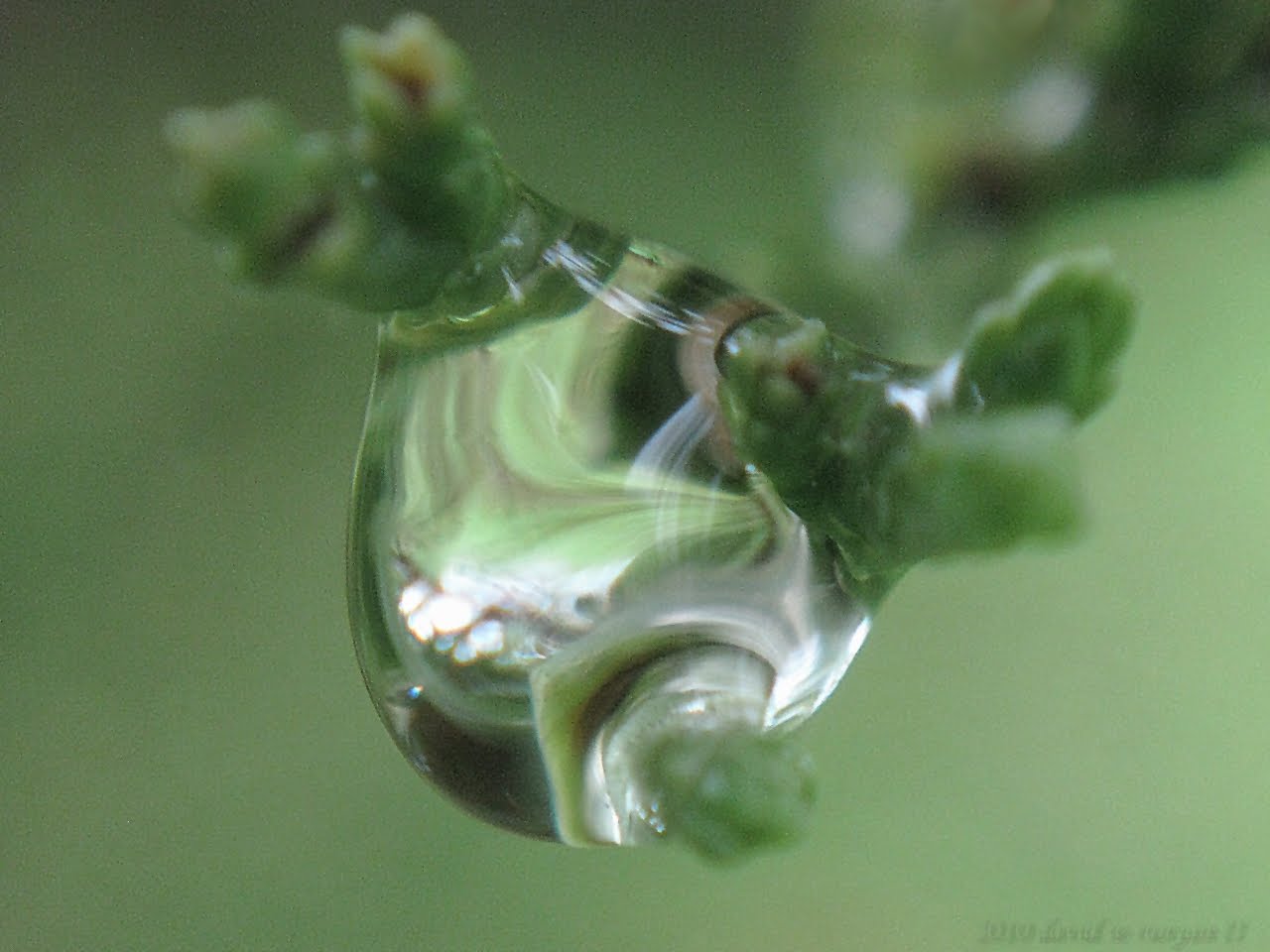 Near to Nature: Magnified Raindrops