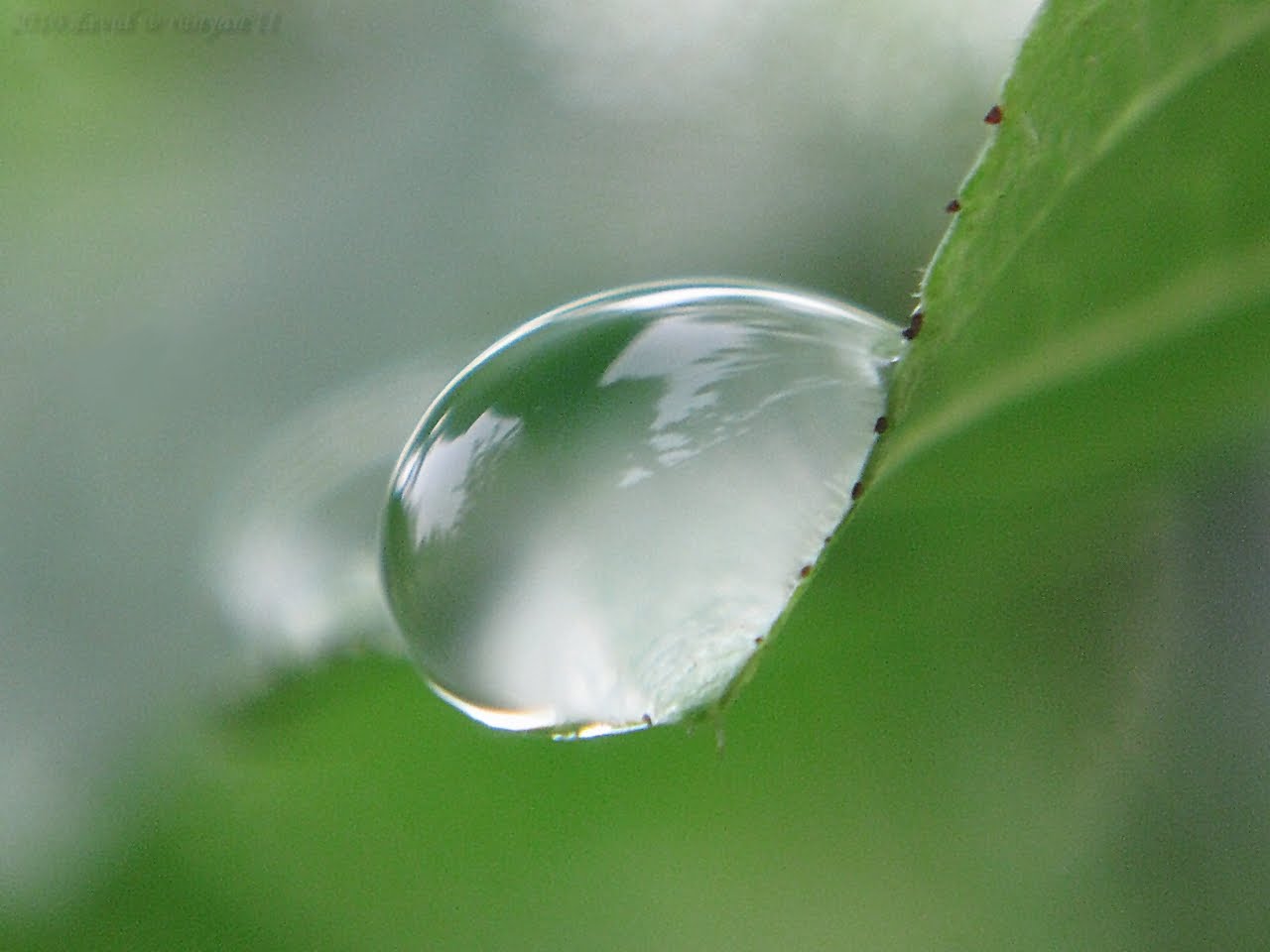 Near to Nature: Magnified Raindrops