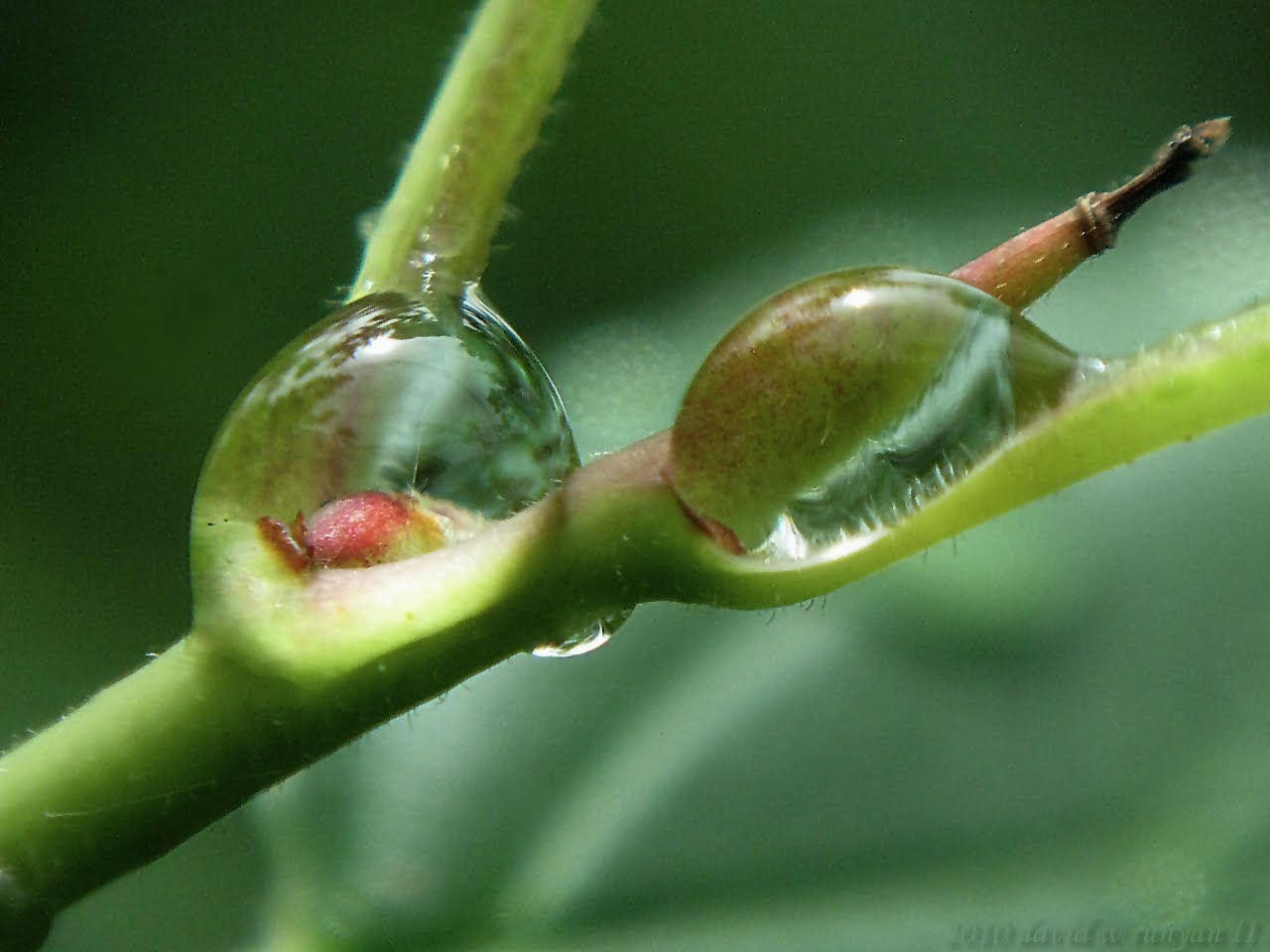 Near to Nature: Magnified Raindrops