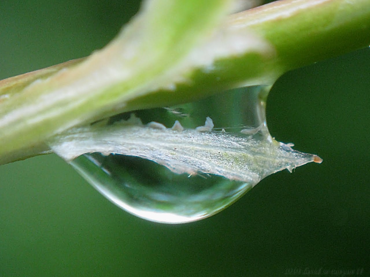 Near to Nature: Magnified Raindrops