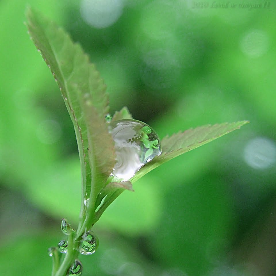 Near to Nature: Magnified Raindrops