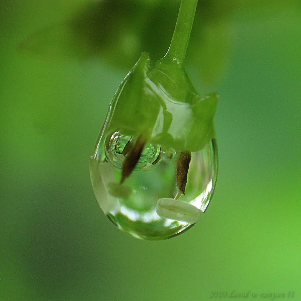 Near to Nature: Magnified Raindrops