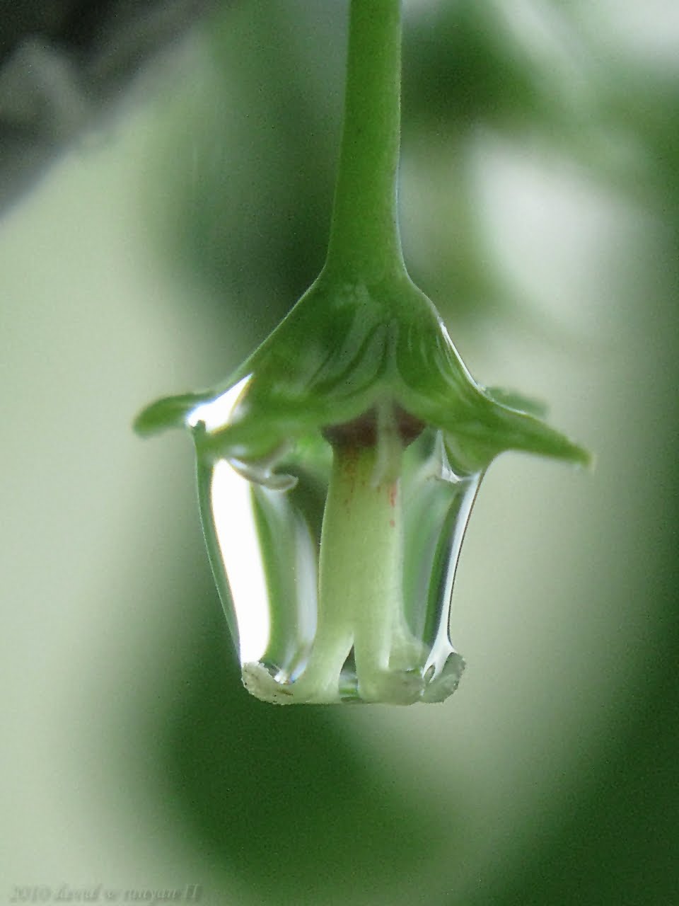 Near to Nature: Magnified Raindrops