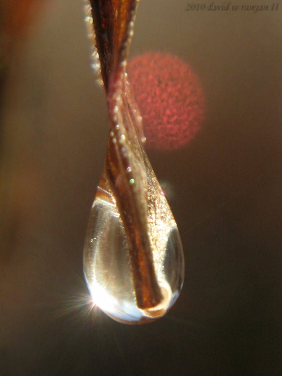 Near to Nature: Magnified Raindrops