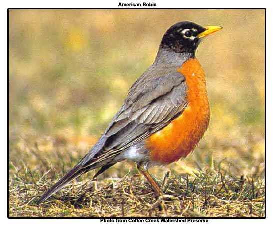 Country Cabin With Cindy: Making The Most Of Winter