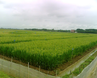 Pengaruh Perubahan Iklim Terhadap Sektor Pertanian