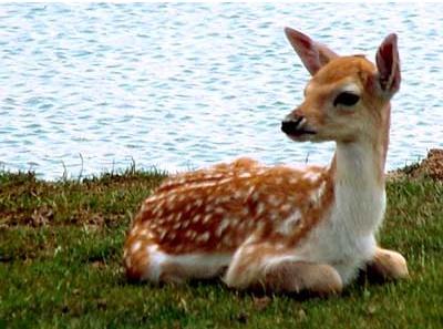 ANIMALES FOTOS DIBUJOS IMAGENES: FOTOS DE VENADOS