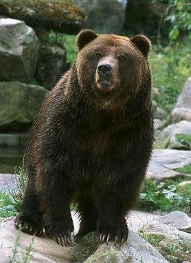 Imagen de un oso - Imagui