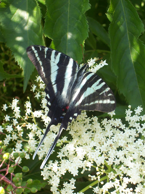 MObugs: Zebra Swallowtail