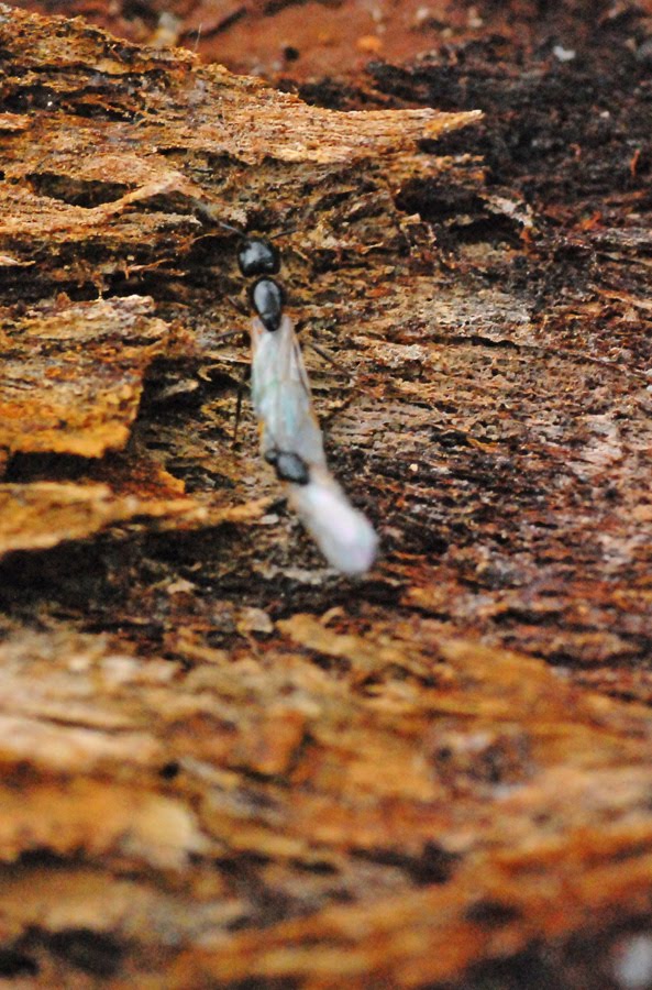 MObugs: Early Spring Insects