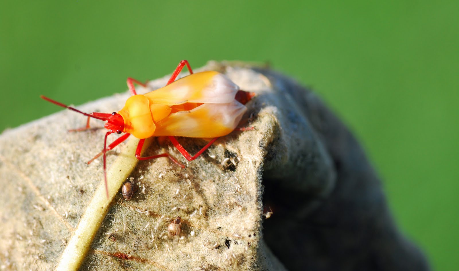 MObugs: Milkweed-it's whats good for you