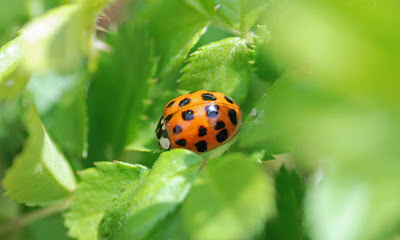 MObugs: Spring Insects