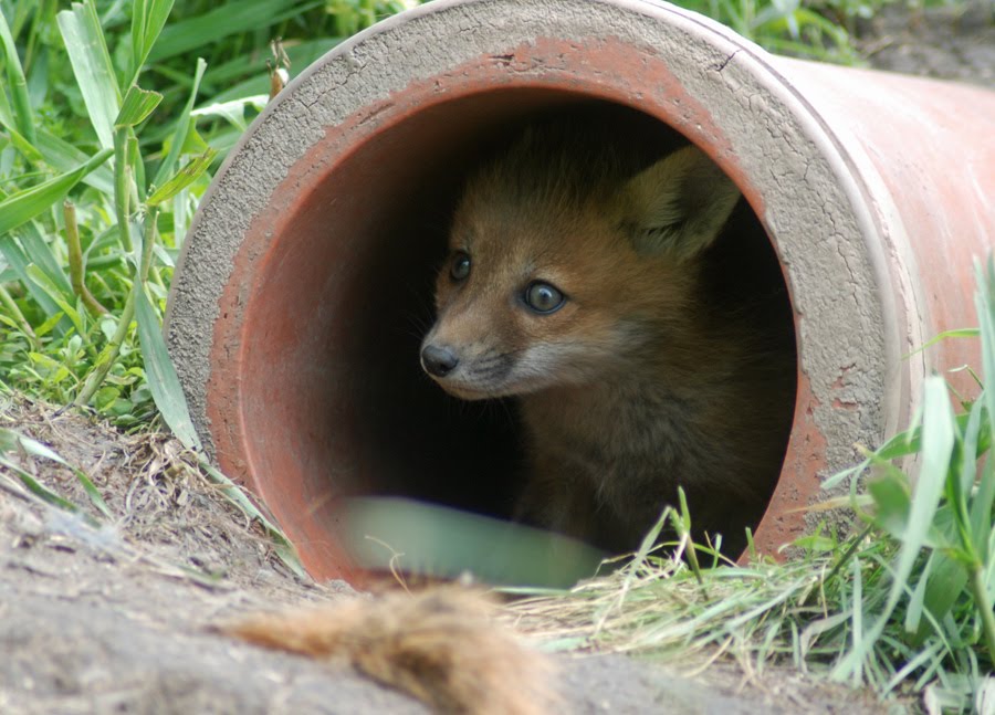 Explore Missouri: Red Fox