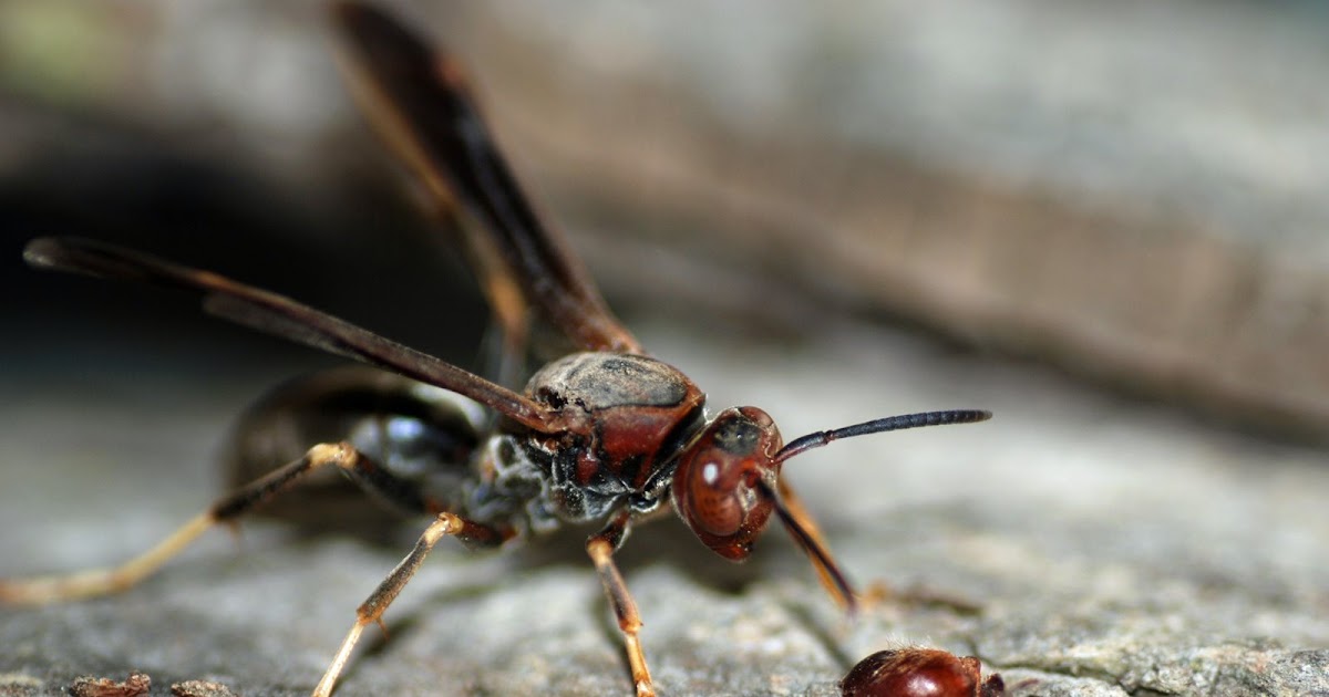 Black Paper Wasp