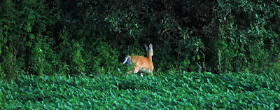 Explore Missouri: Happy Holler Conservation Area