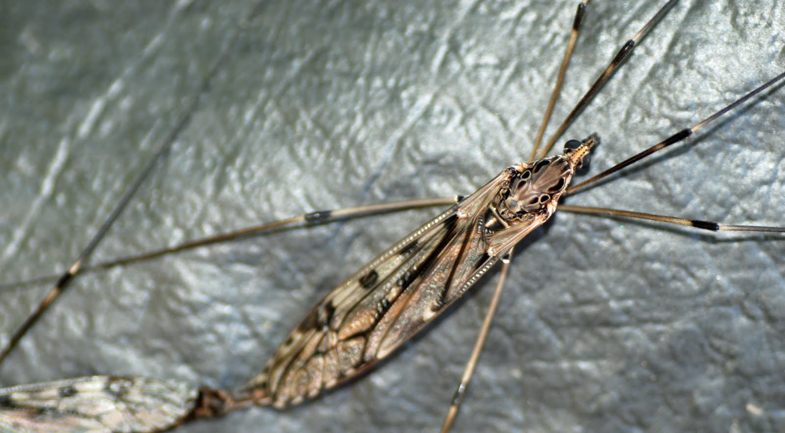 MObugs: Giant Crane Fly