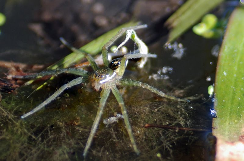 MObugs: Six-Spotted Fishing Spider